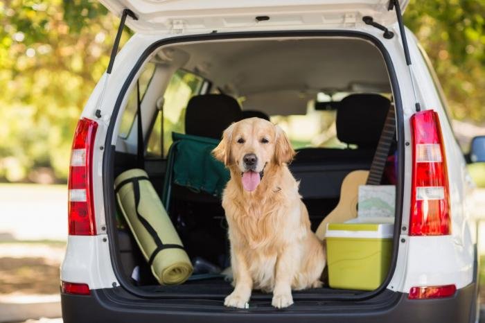 Best Jeep Car For Dog Owners