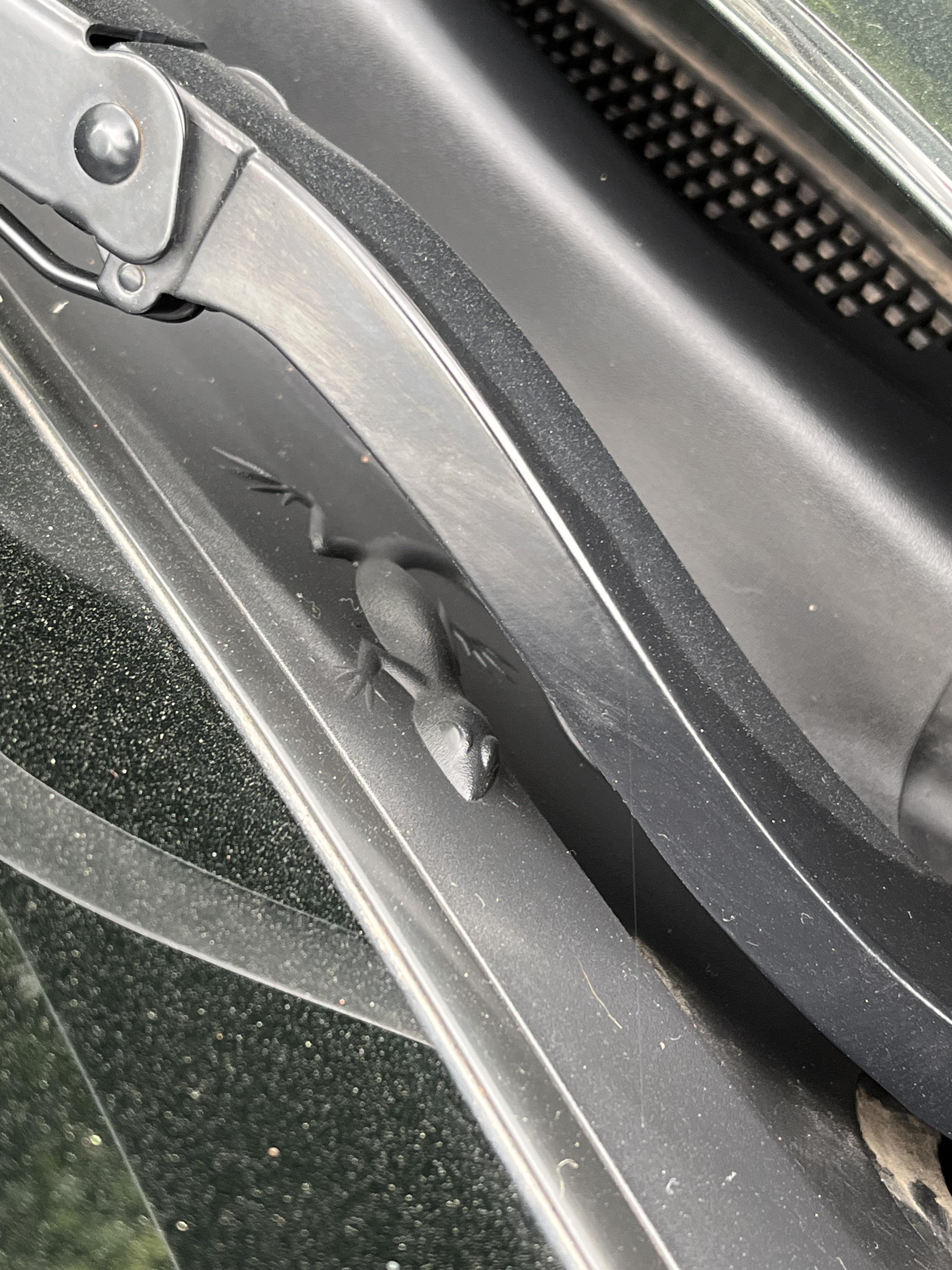 Does A Jeep Compass Have An Easter Egg? Find Out Now!