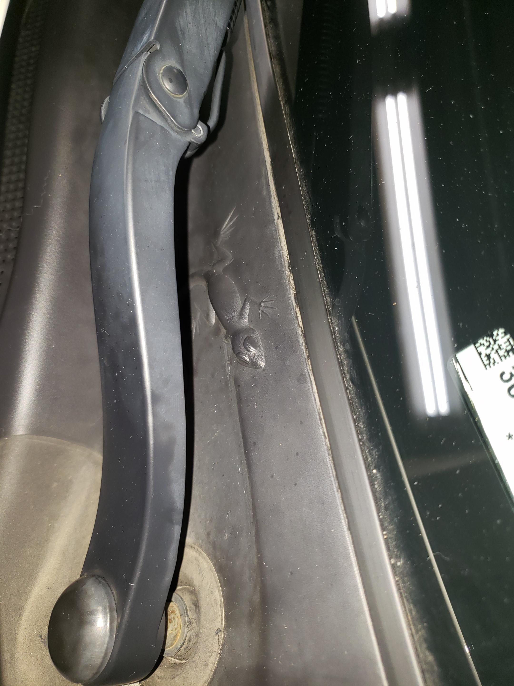 Why Does My Jeep Compass Have a Lizard? Explained Clearly
